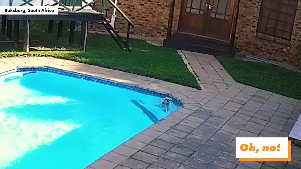 Dog saves fellow dog from drowning in pool - TMB Files Dog saves fellow dog from drowning in pool - TMB Files