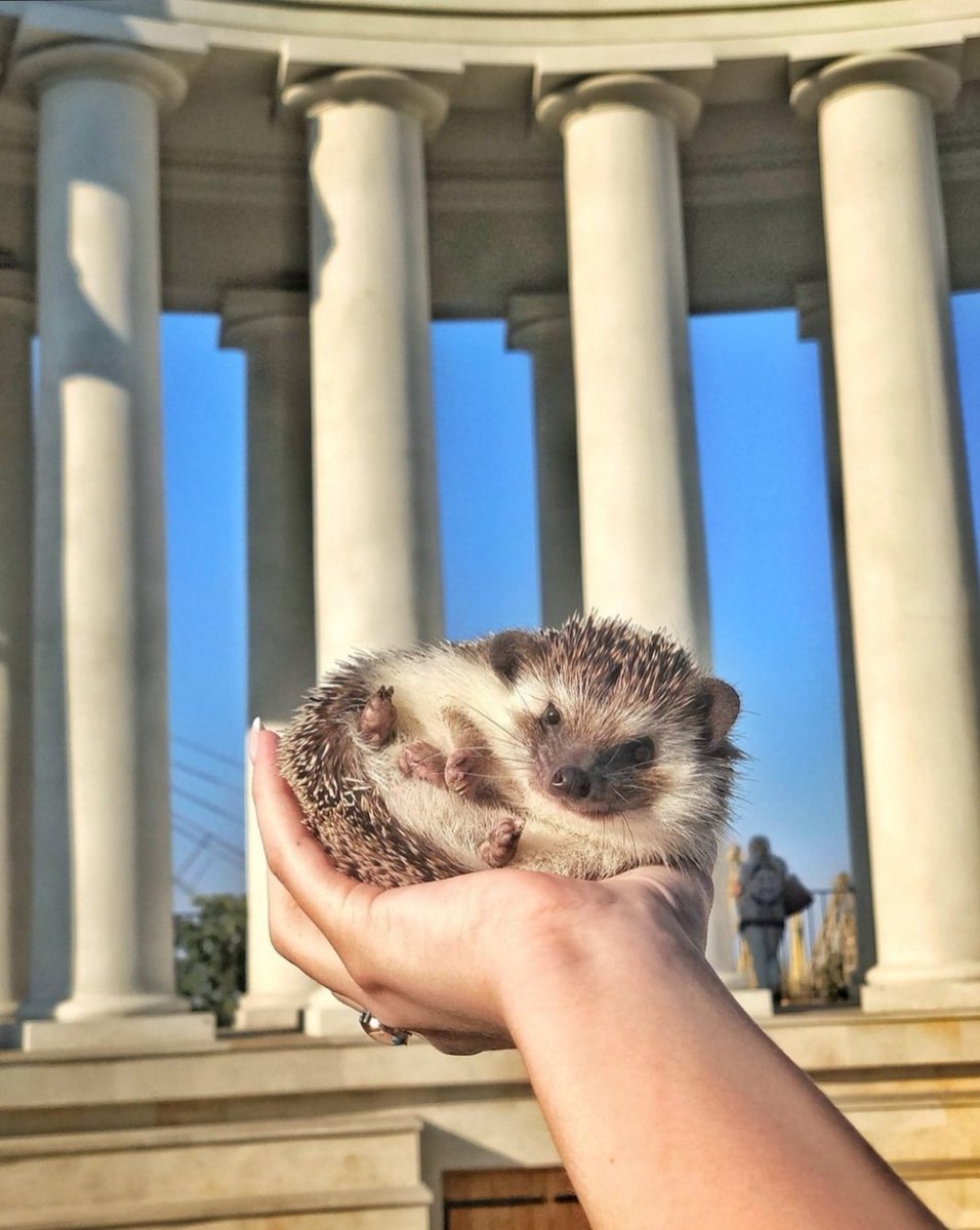 HH to Hold Hedgehog - TMB Files